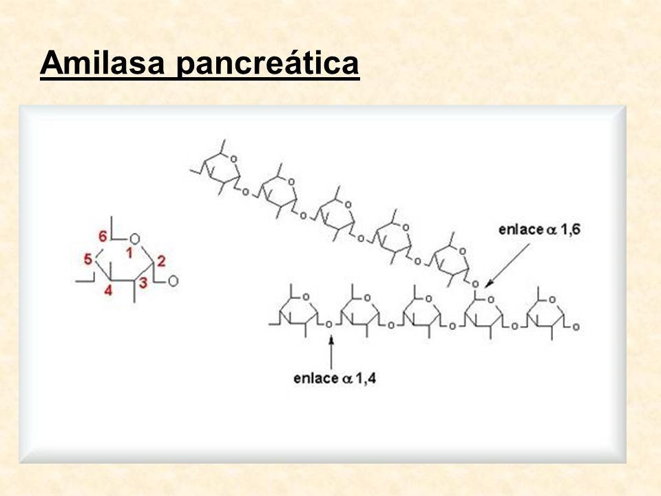 Amilasa pancreática - Estudios Analíticos aplicados a la clínica