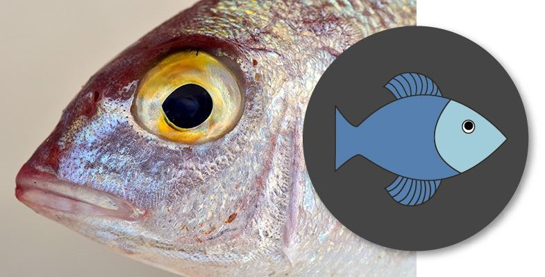 Atún RAST IgE - Estudios Analíticos aplicados a la clínica