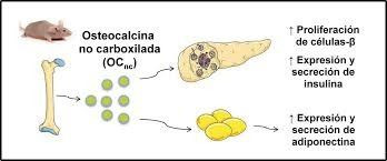 Osteocalcina - Estudios Analíticos aplicados a la clínica