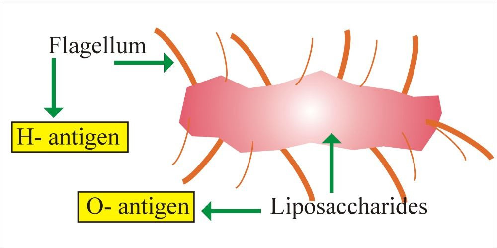 Salmonella typhi H flagelar - Estudios Analíticos aplicados a la clínica